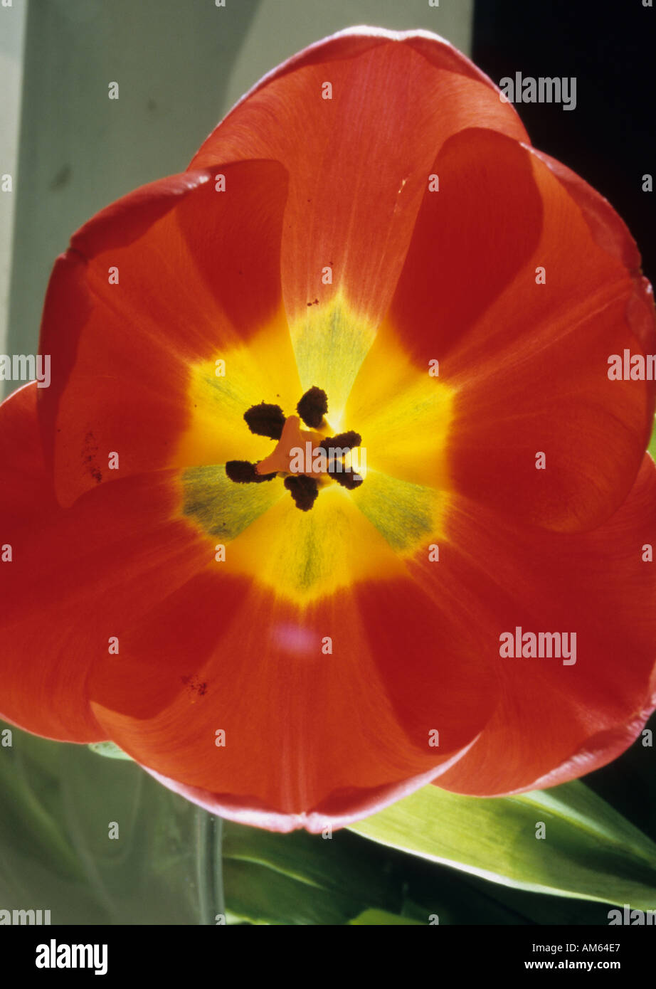Red Tulip 2 Stock Photo - Alamy