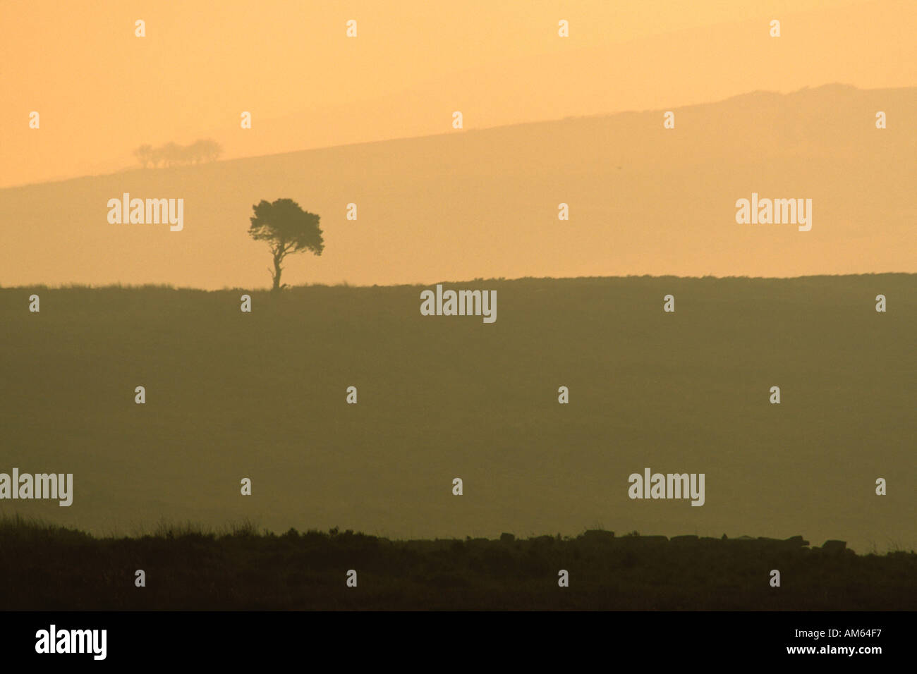 Single Scots Pine tree on moor into hazy yellow sun pinus sylvestris ...