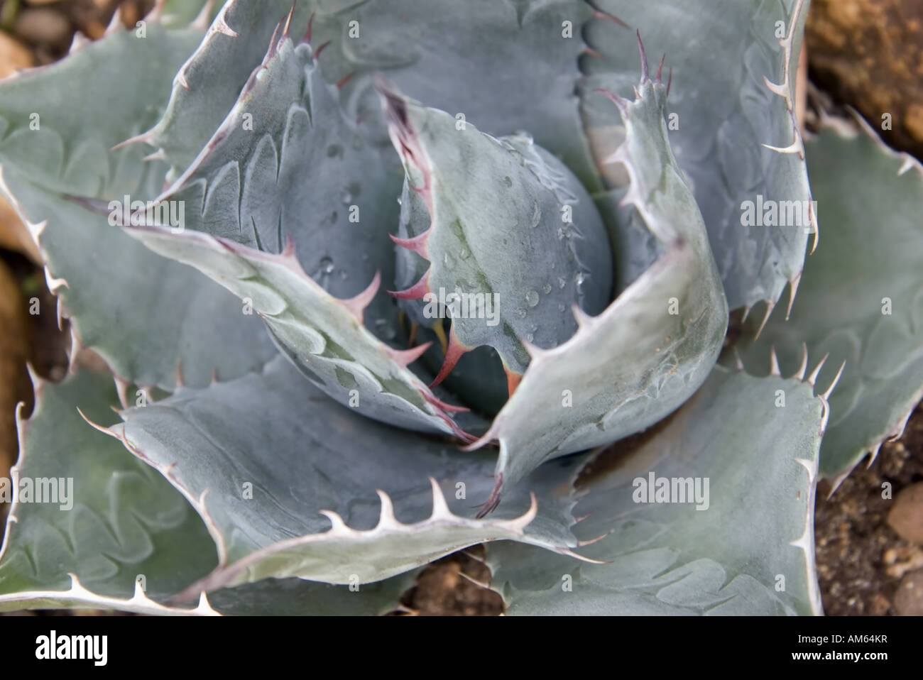 Agave variegata hi-res stock photography and images - Alamy