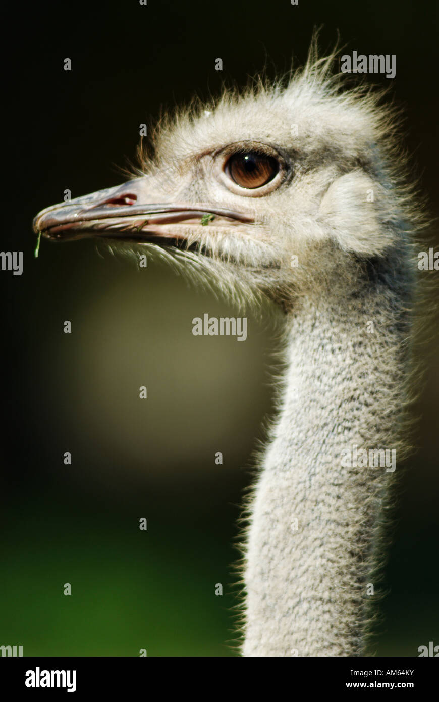Ostrich (Struthio camelus Stock Photo - Alamy
