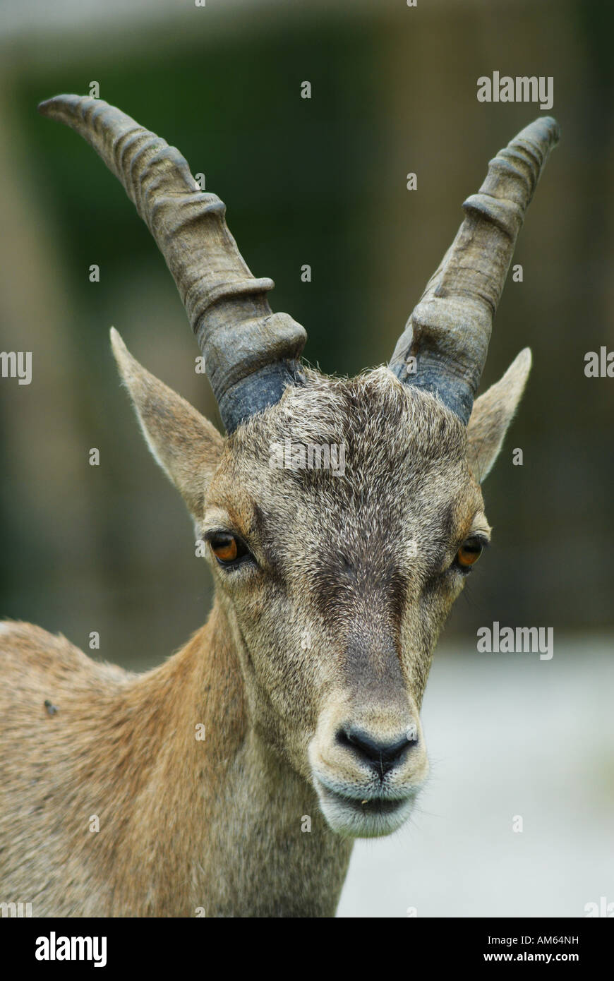 Alpina ibex (Capra ibex ibex Stock Photo - Alamy
