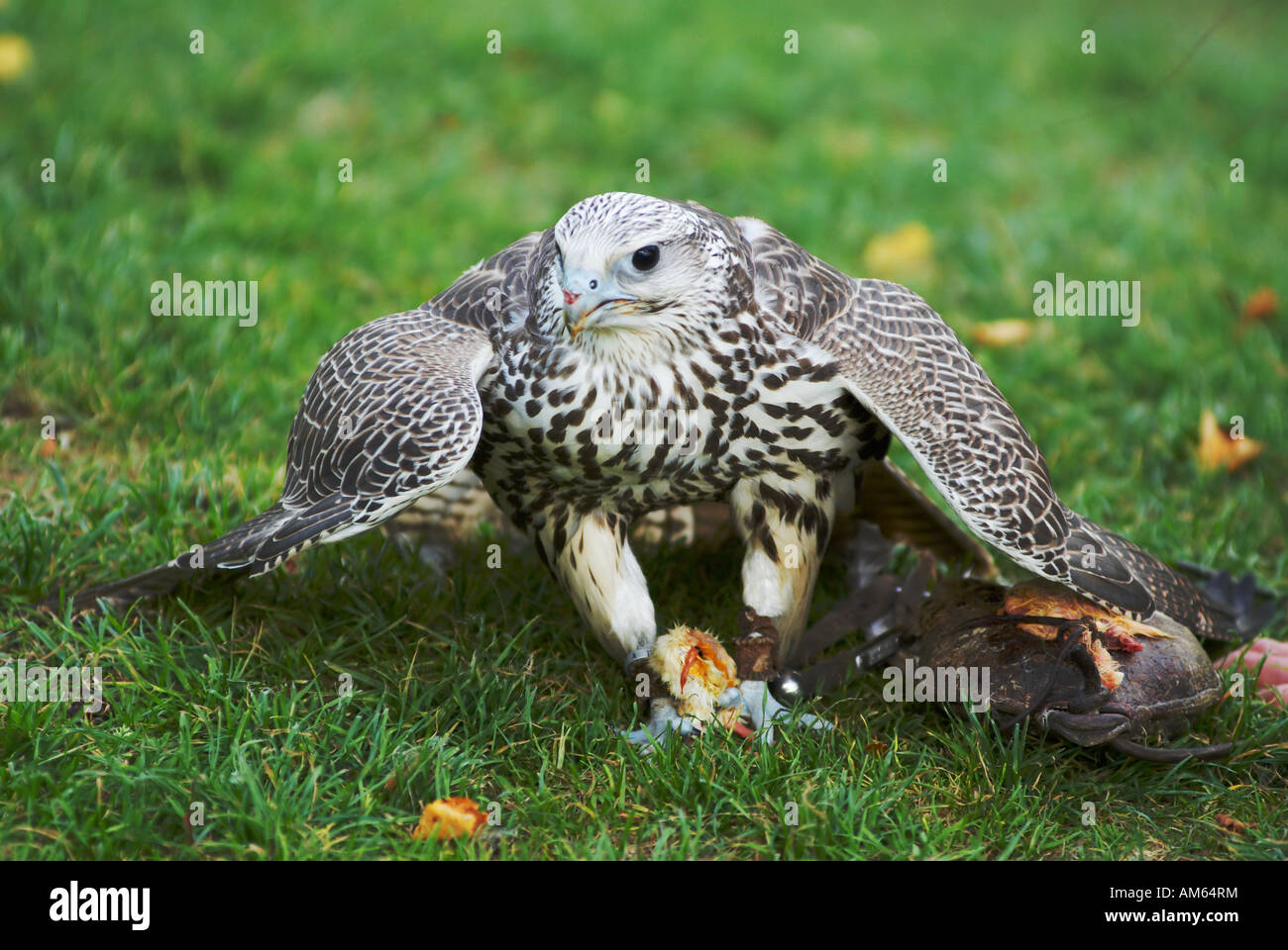 Young saker falcon falco hi-res stock photography and images - Alamy