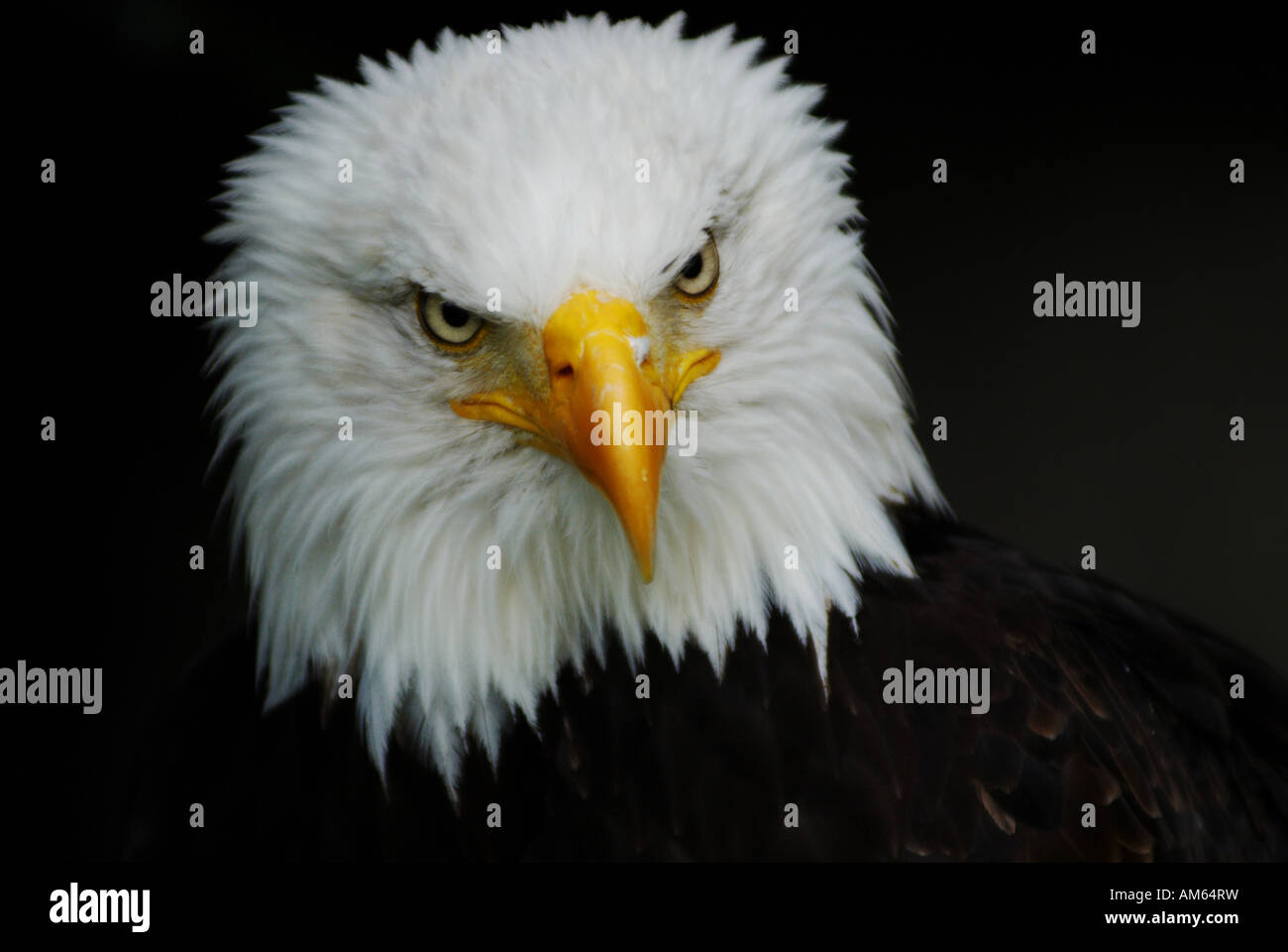 Bald eagle nature animals birds of prey portrait black white hi-res ...