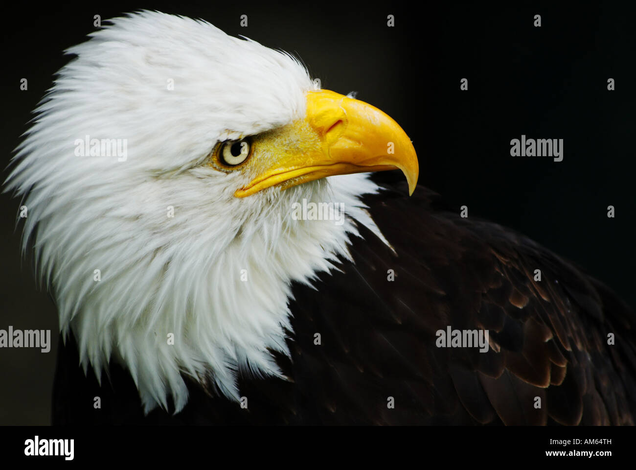 Bald eagle nature animals birds of prey portrait black white hi-res ...