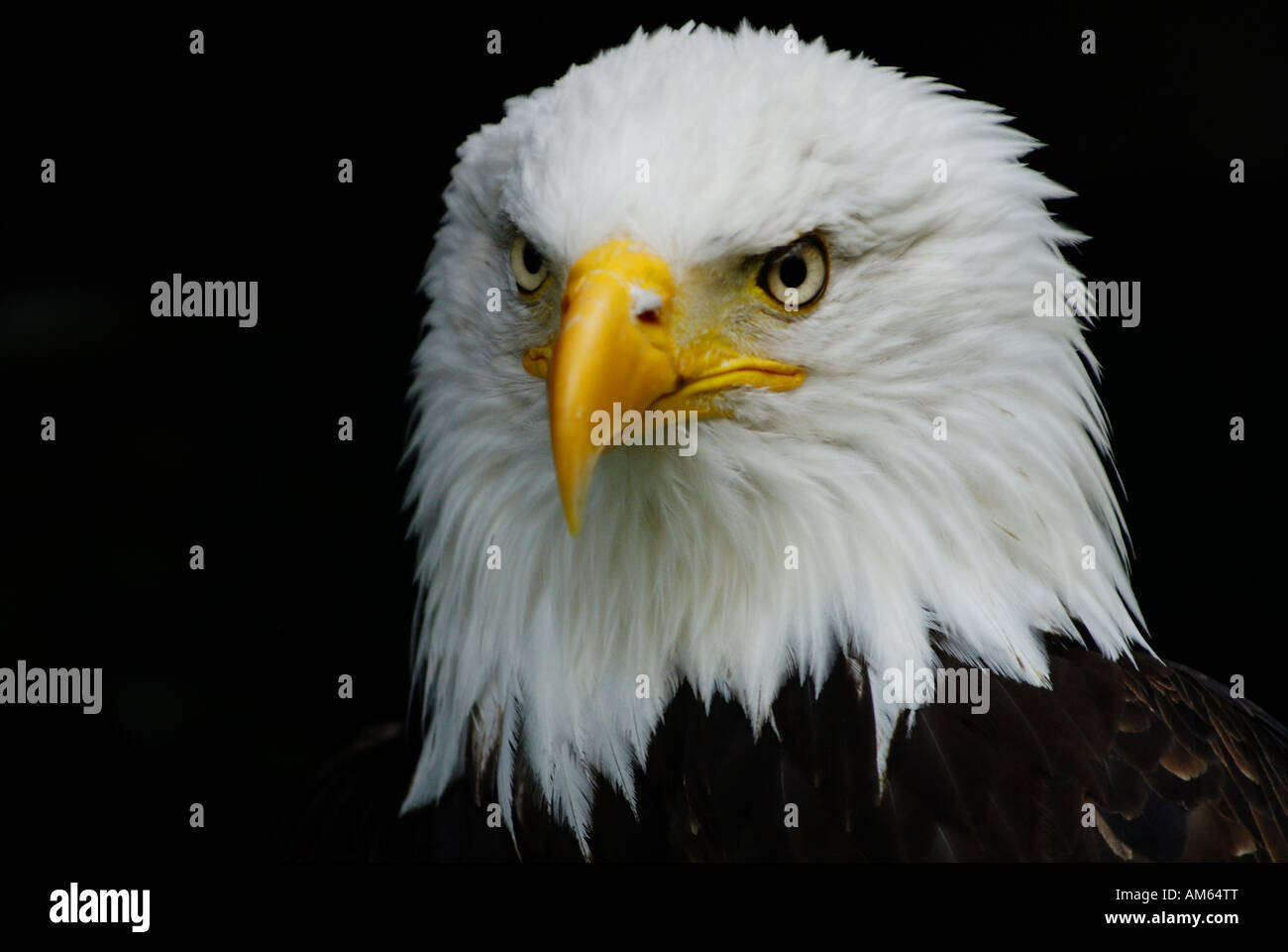 Bald eagle nature animals birds of prey portrait black white hi-res ...