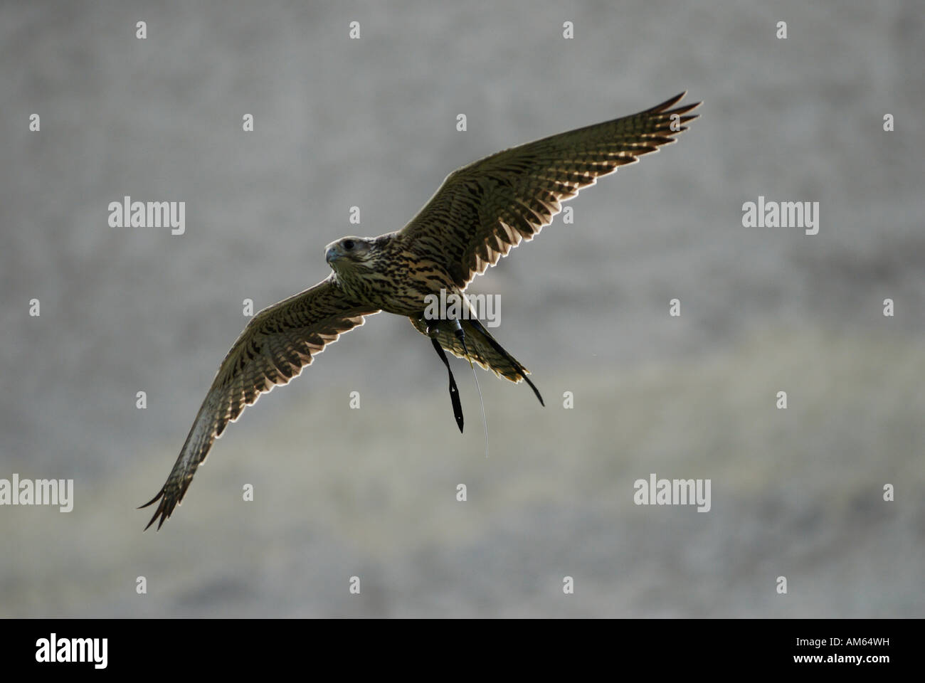 Flying Saker Falcon (Falco cherrug Stock Photo - Alamy