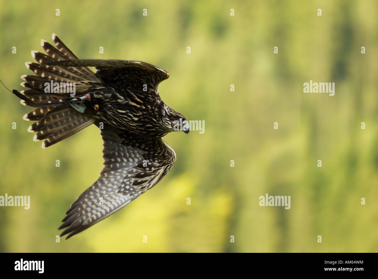 Flying Saker Falcon (Falco cherrug Stock Photo - Alamy