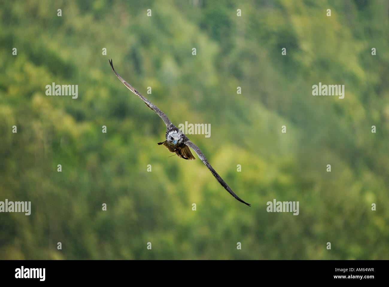 Saker Falcon Falco cherrug) flying Stock Photo - Alamy