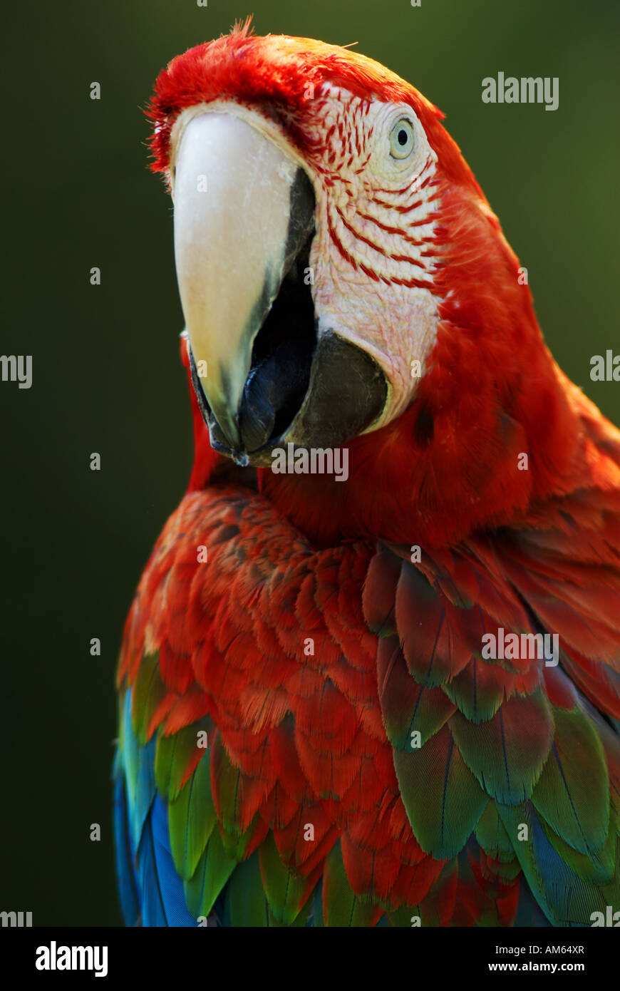 Scarlet Macaw (Ara macao Stock Photo - Alamy