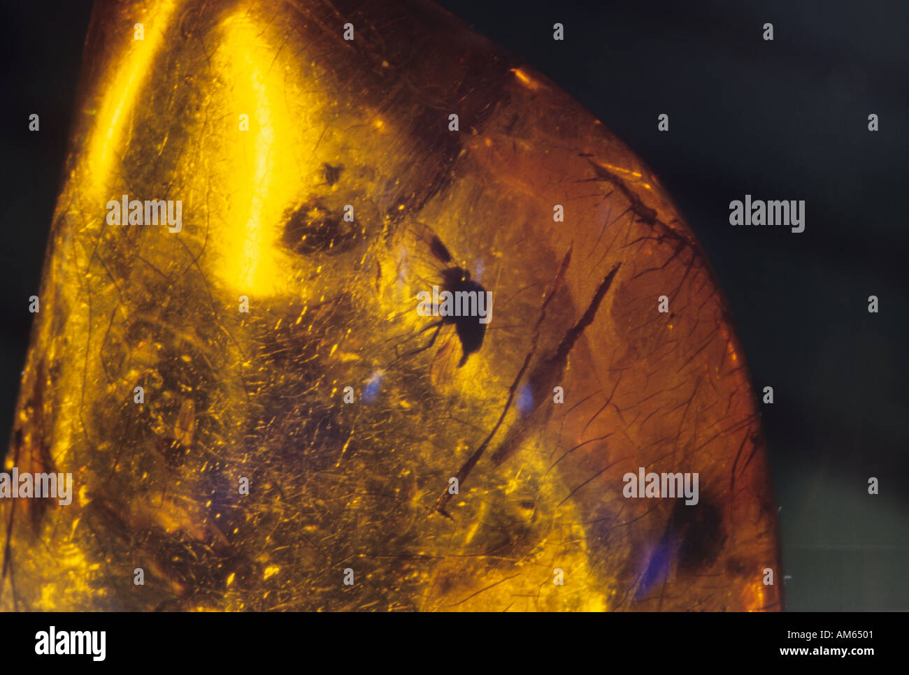Amber 11 hi-res stock photography and images - Alamy