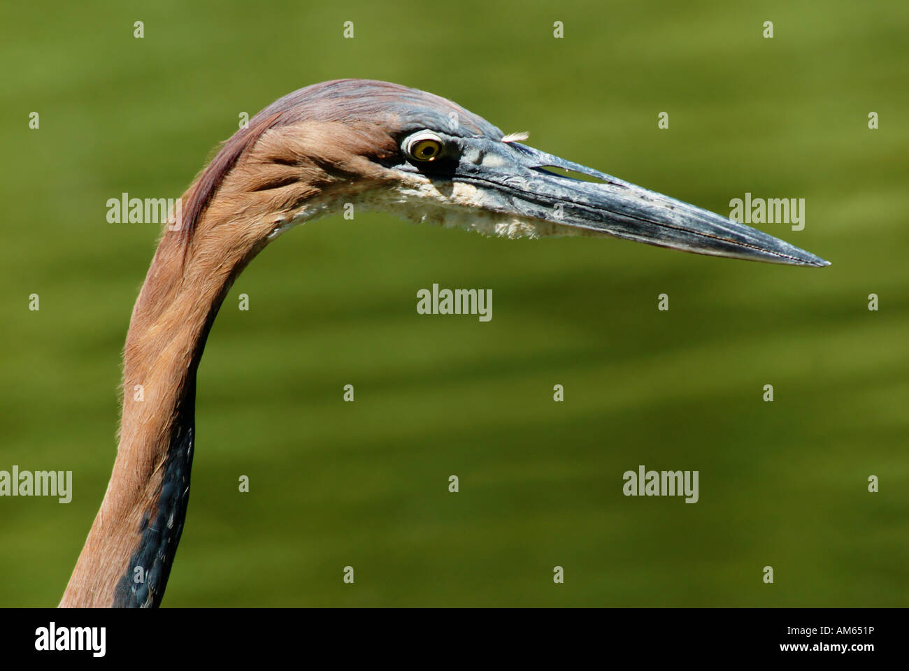 Goliath heron (Ardea goliath Stock Photo - Alamy