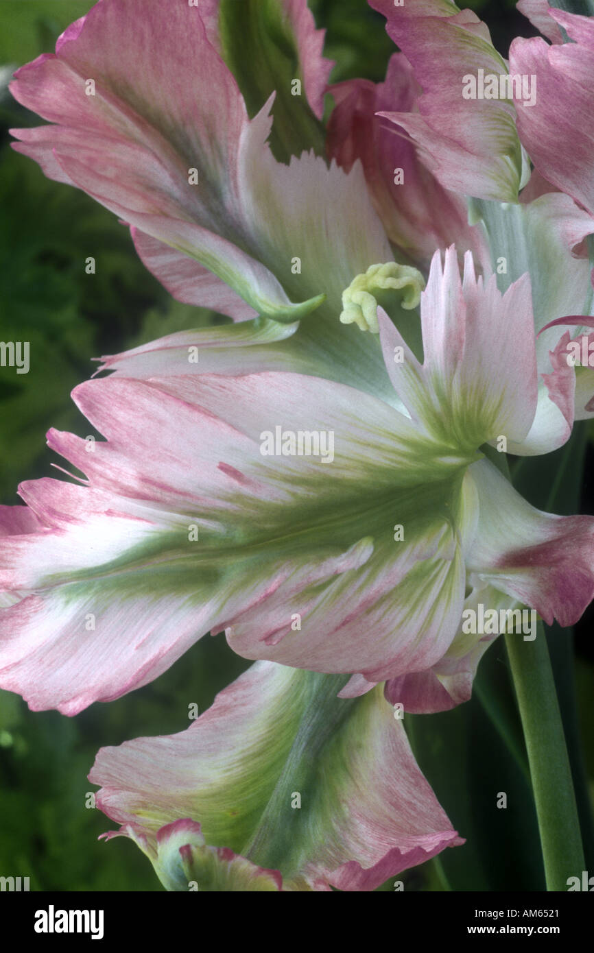 Parrot tulip green wave hi-res stock photography and images - Alamy