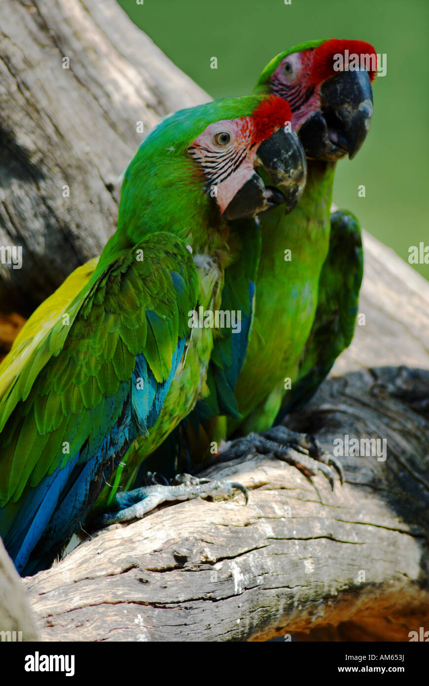 Two Great Green Macaws (Ara ambiguus Stock Photo - Alamy