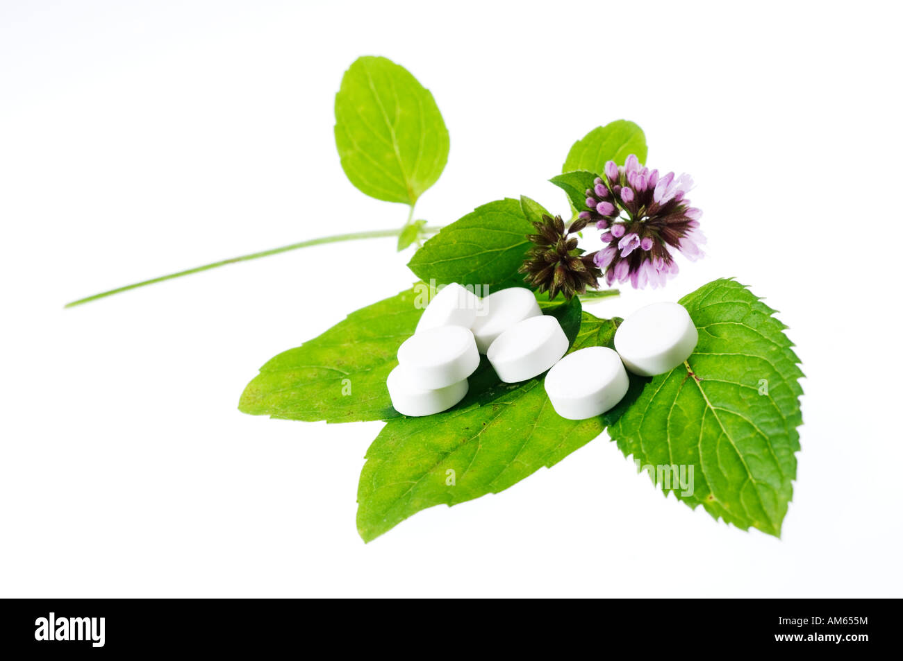 Minzblaetter Cut Out Stock Images & Pictures - Alamy