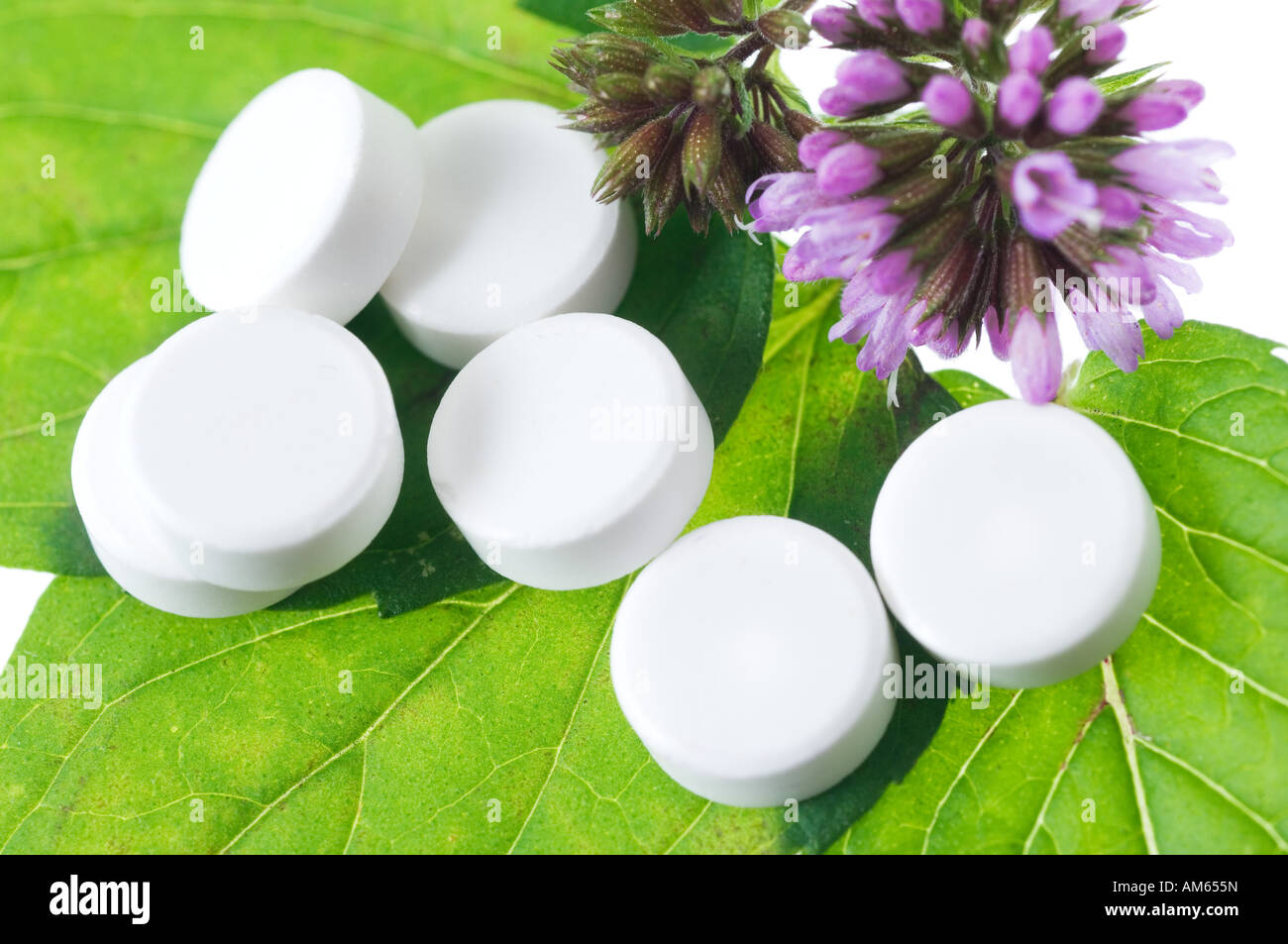 Minzbluete hi-res stock photography and images - Alamy