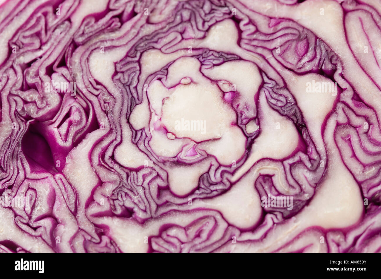 Close-up of a cross section of a cabbage Stock Photo - Alamy