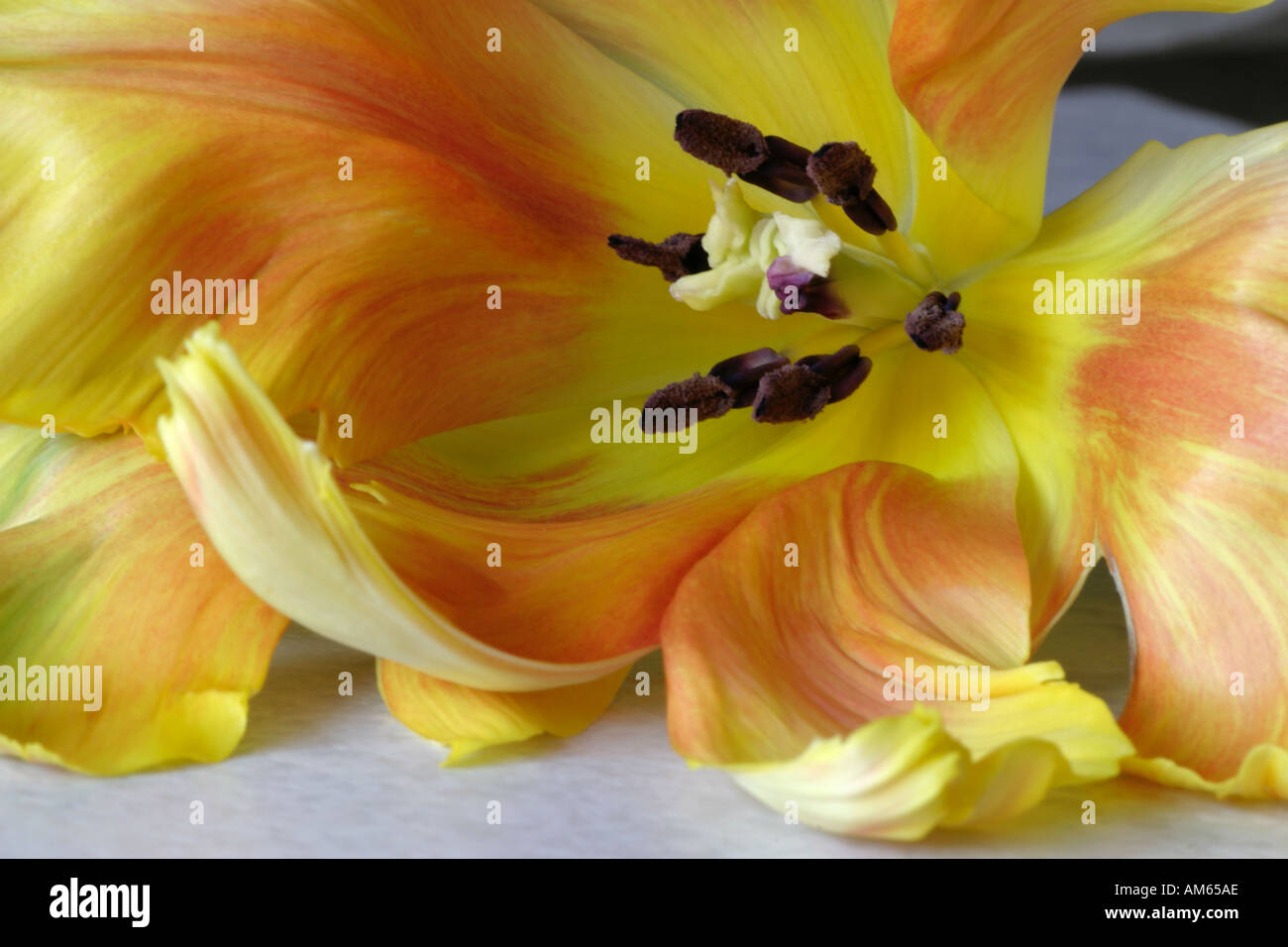 Gentle fall of tulip petals Stock Photo - Alamy
