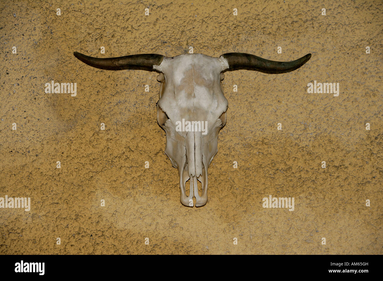 Bull skull hi-res stock photography and images - Alamy