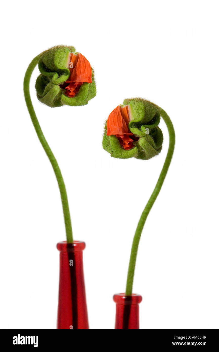 Two poppy seed buds (Papaver Stock Photo - Alamy