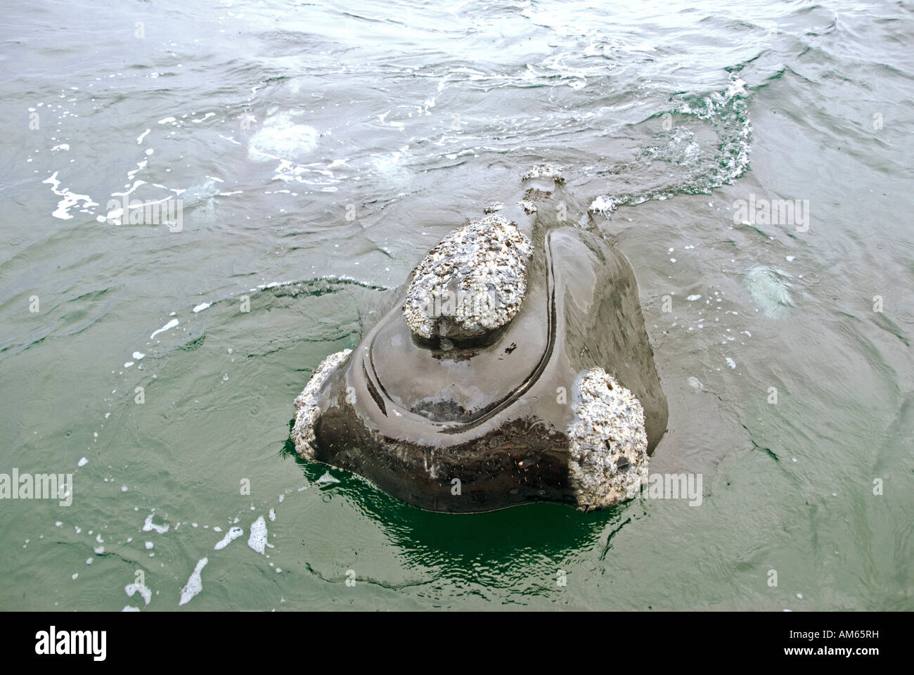 Whale, Walker Bay, Hermanus, South Africa, Africa Stock Photo - Alamy