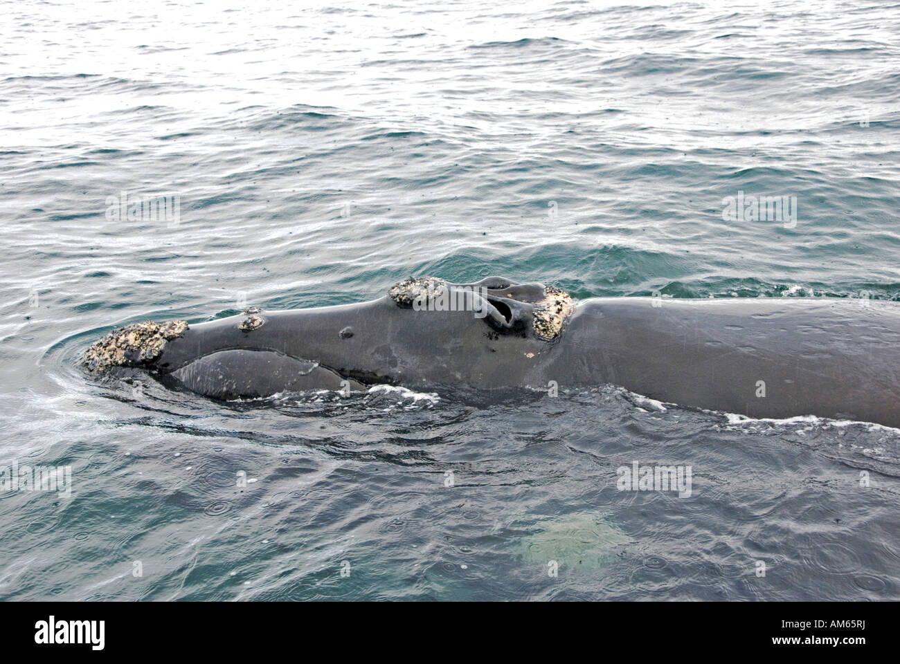 Whale, Walker Bay, Hermanus, South Africa, Africa Stock Photo - Alamy