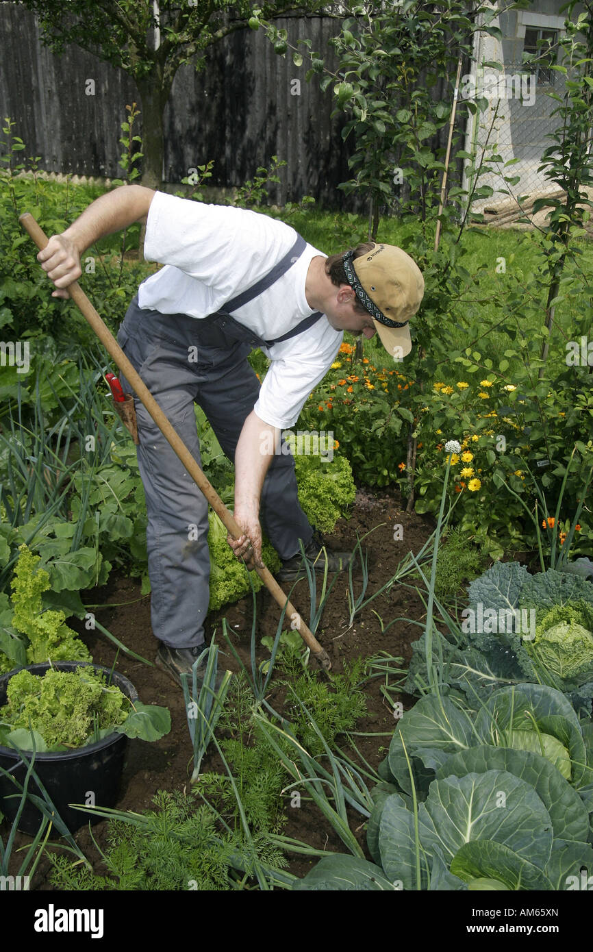 Gardener works in an ecological country garden, growing of vegetables ...