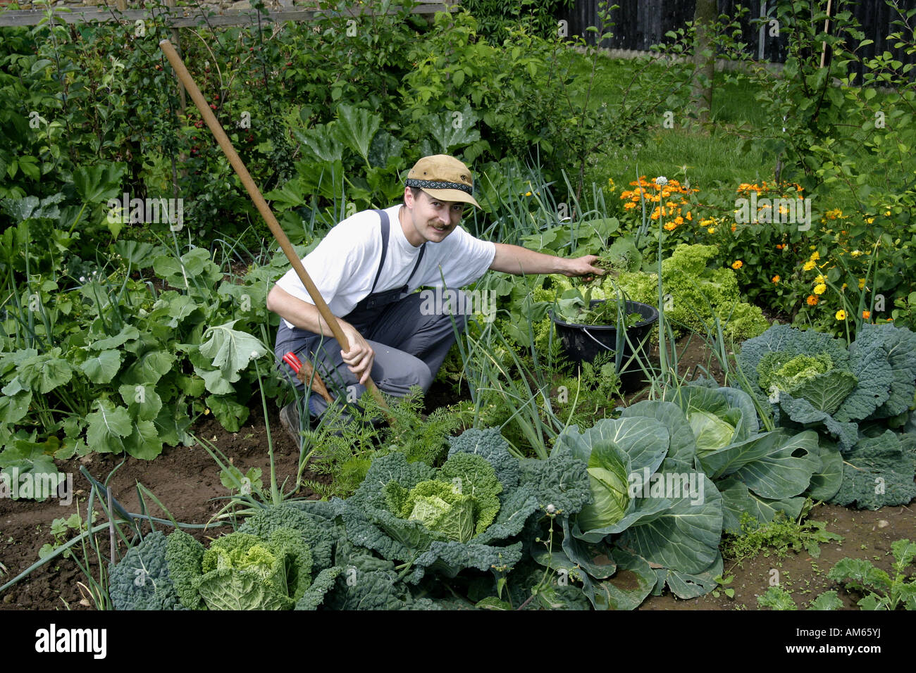 Gardener works in an ecological country garden, growing of vegetables ...