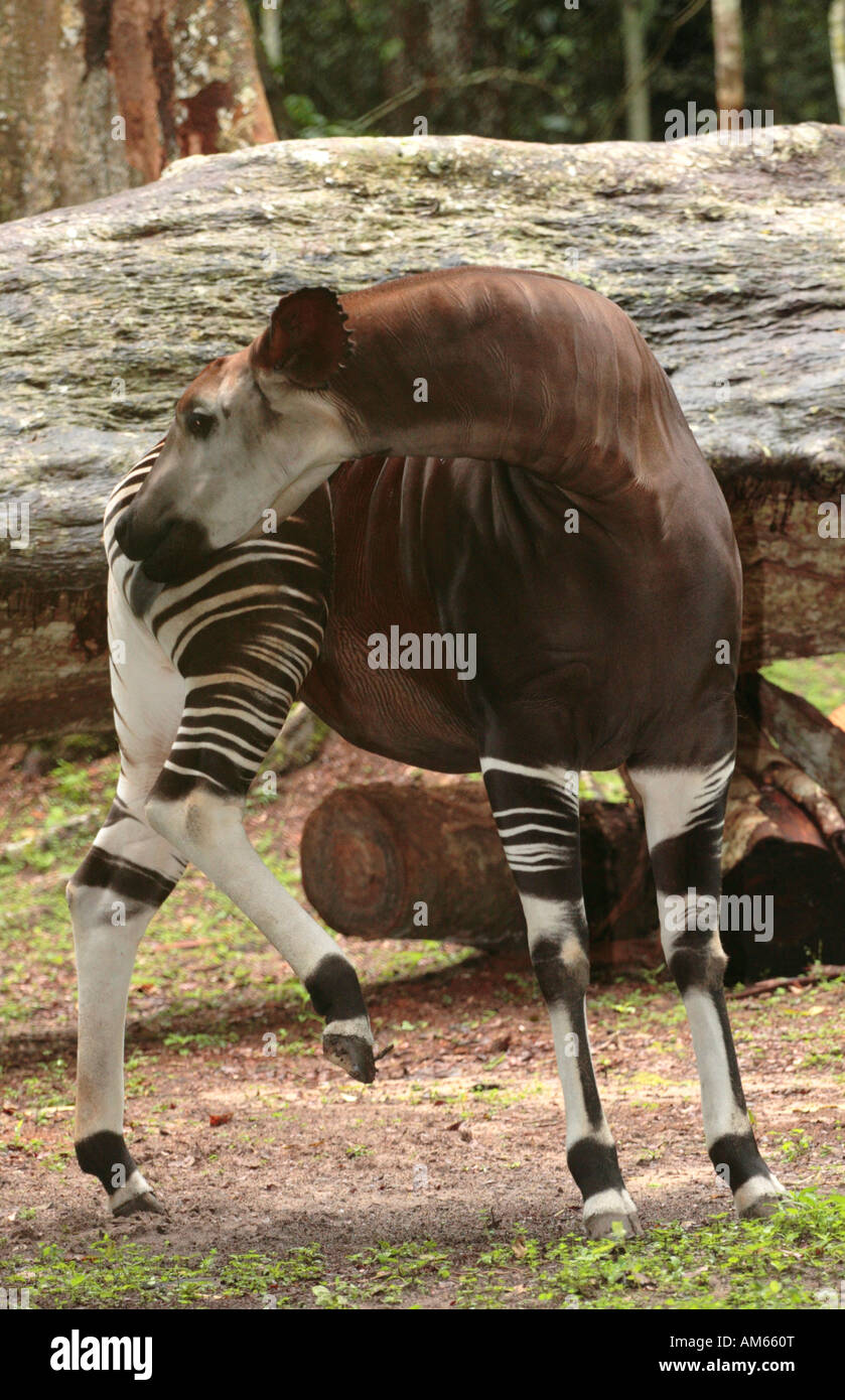 Okapi wildlife reserve congo hi-res stock photography and images - Alamy