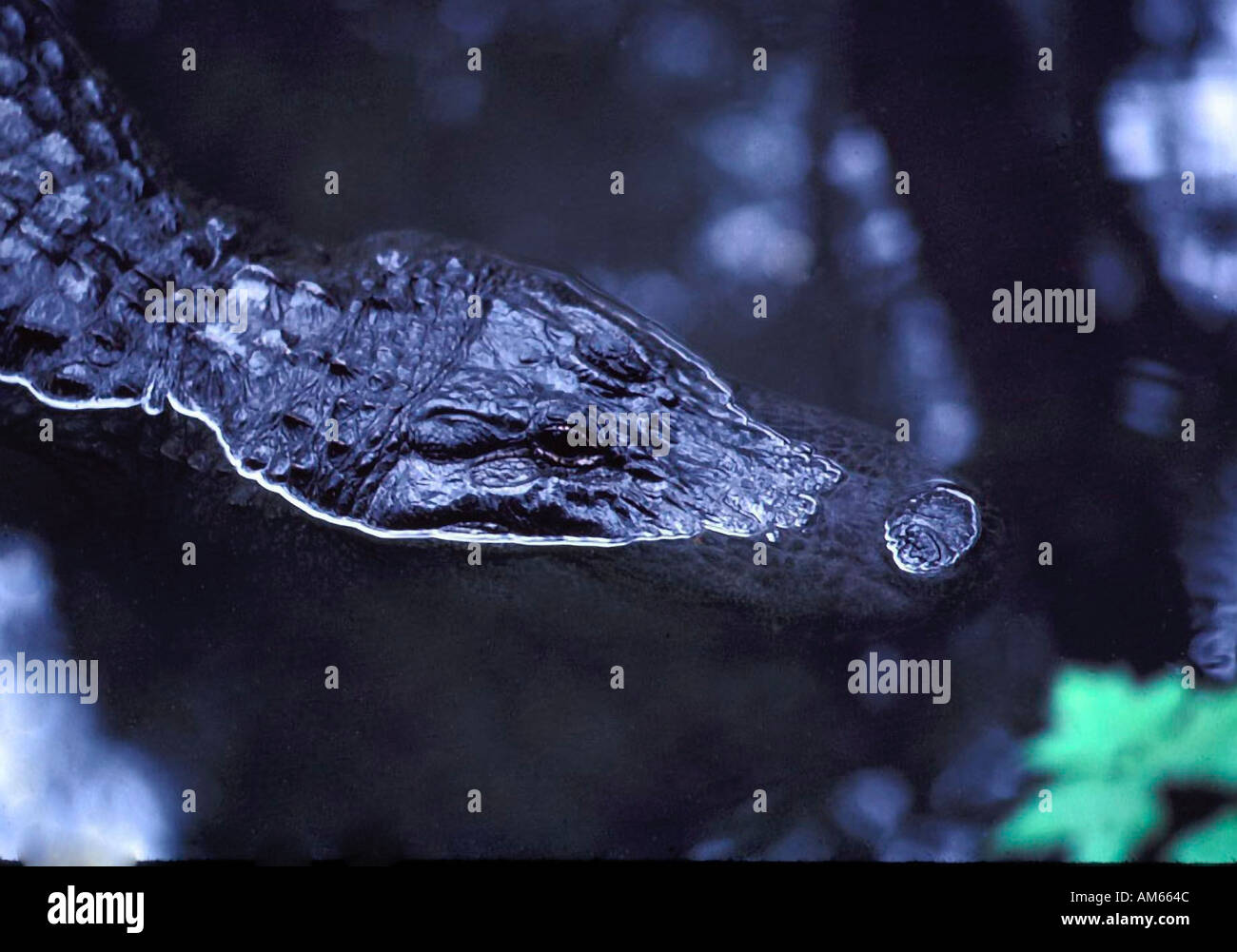 Florida alligator with eyes and nose just breaking the water Stock ...