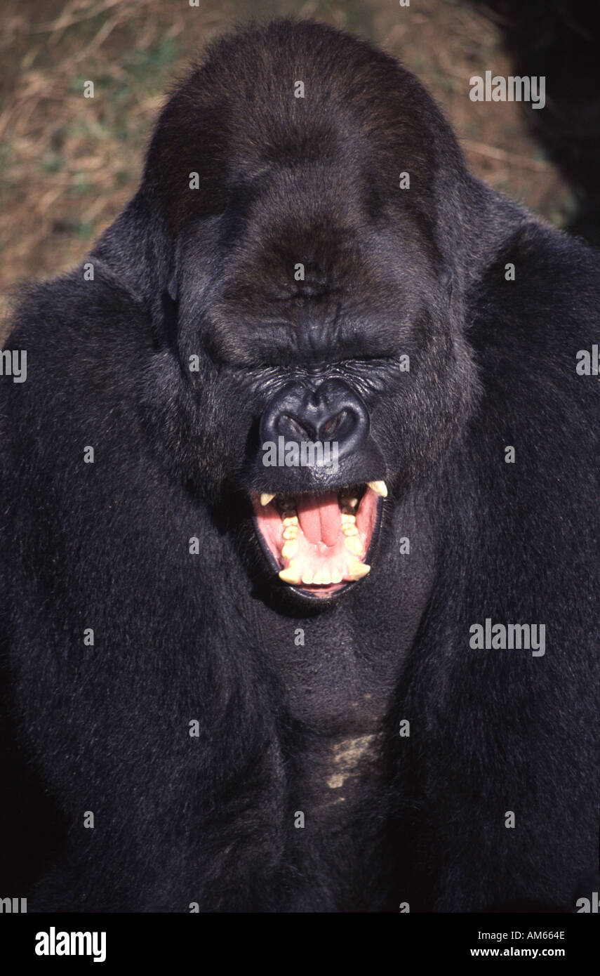 Male gorilla yawning hi-res stock photography and images - Alamy