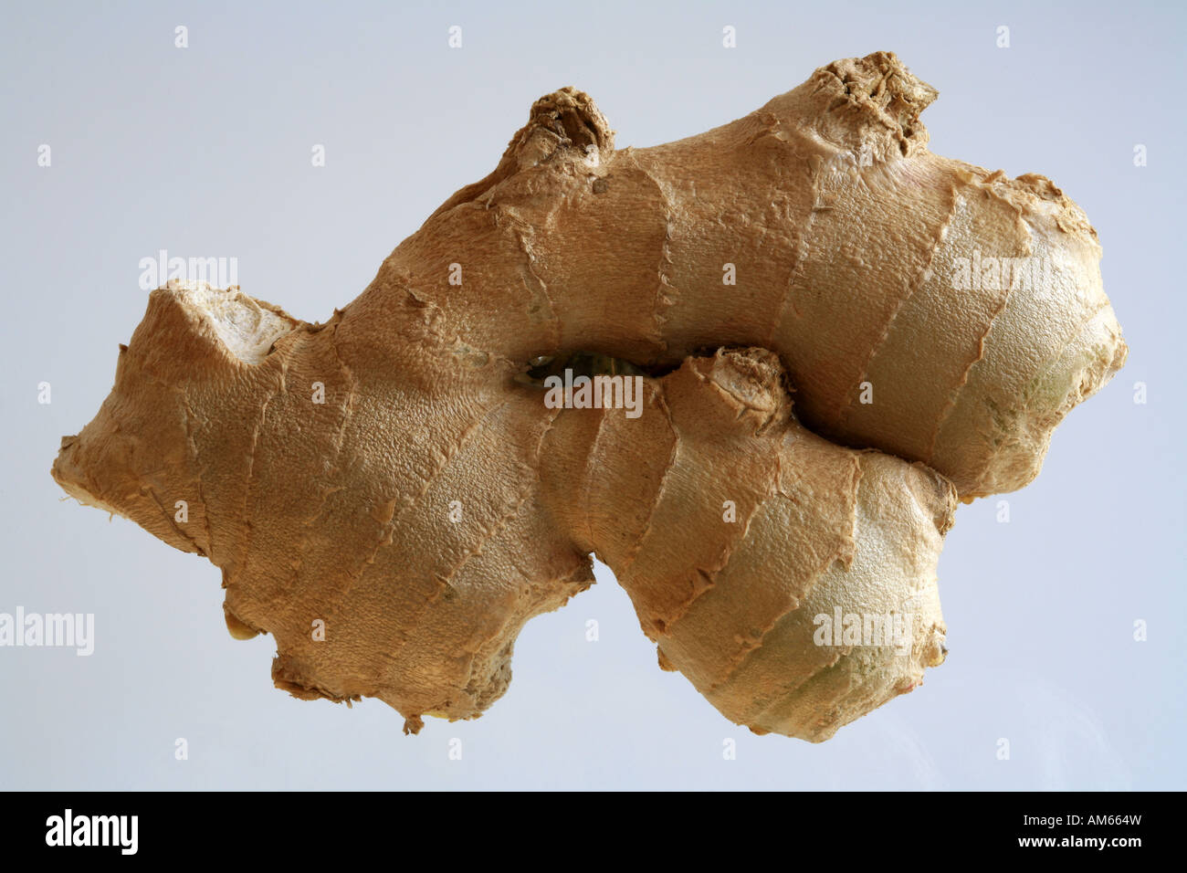 Ginger plant hi-res stock photography and images - Alamy