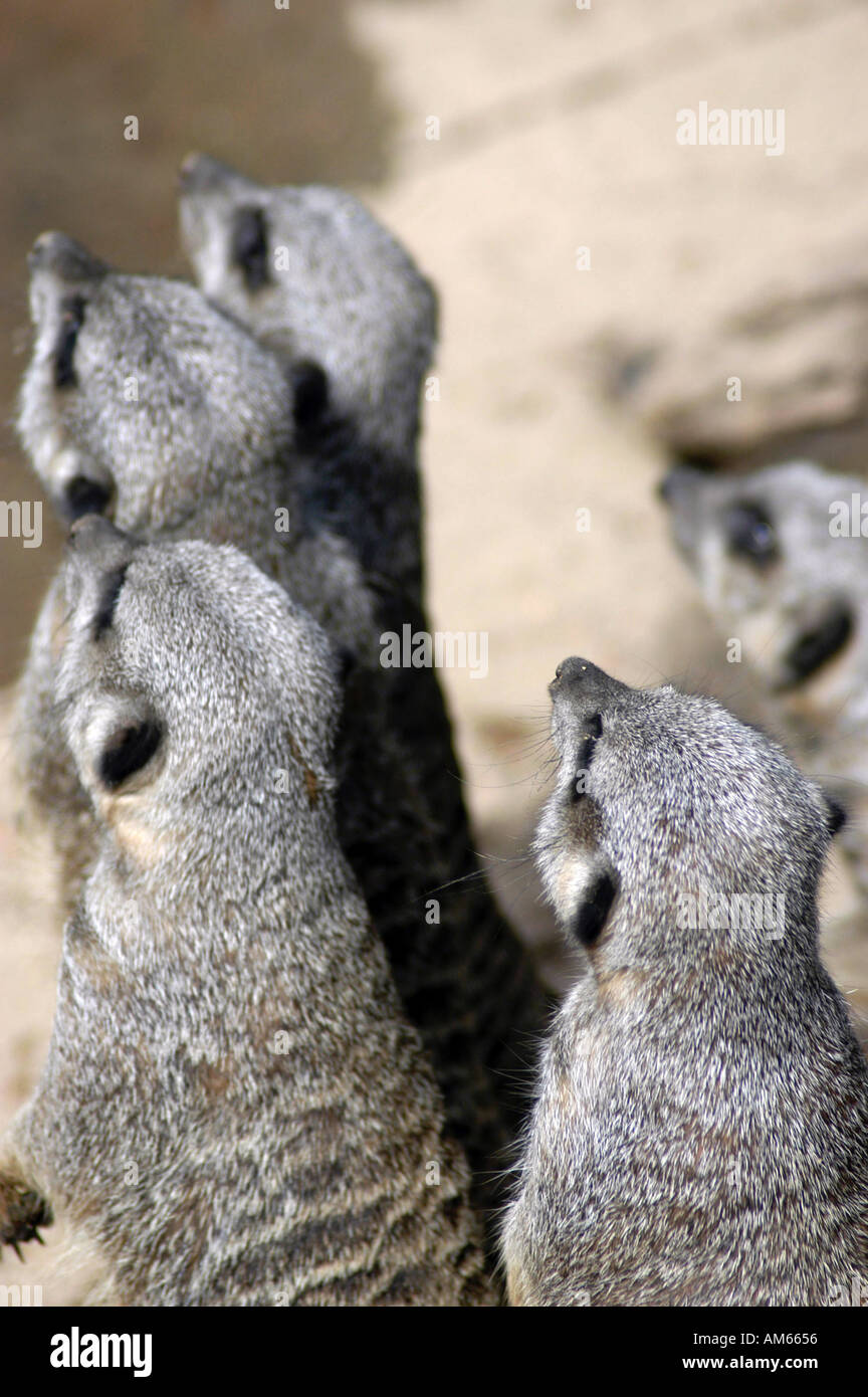 Team meerkat hi-res stock photography and images - Alamy