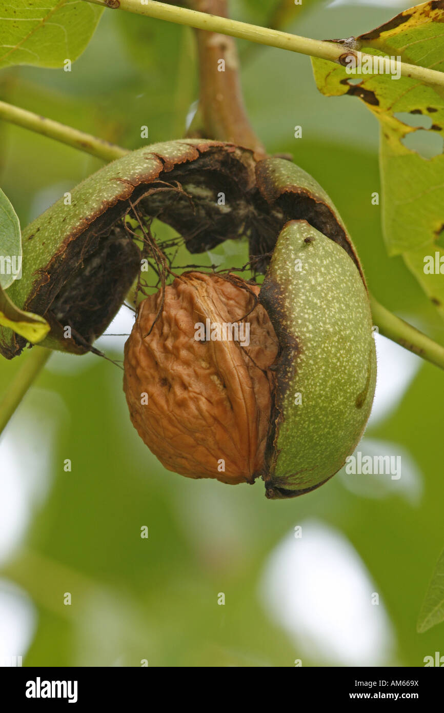 Walnut tree hi-res stock photography and images - Alamy