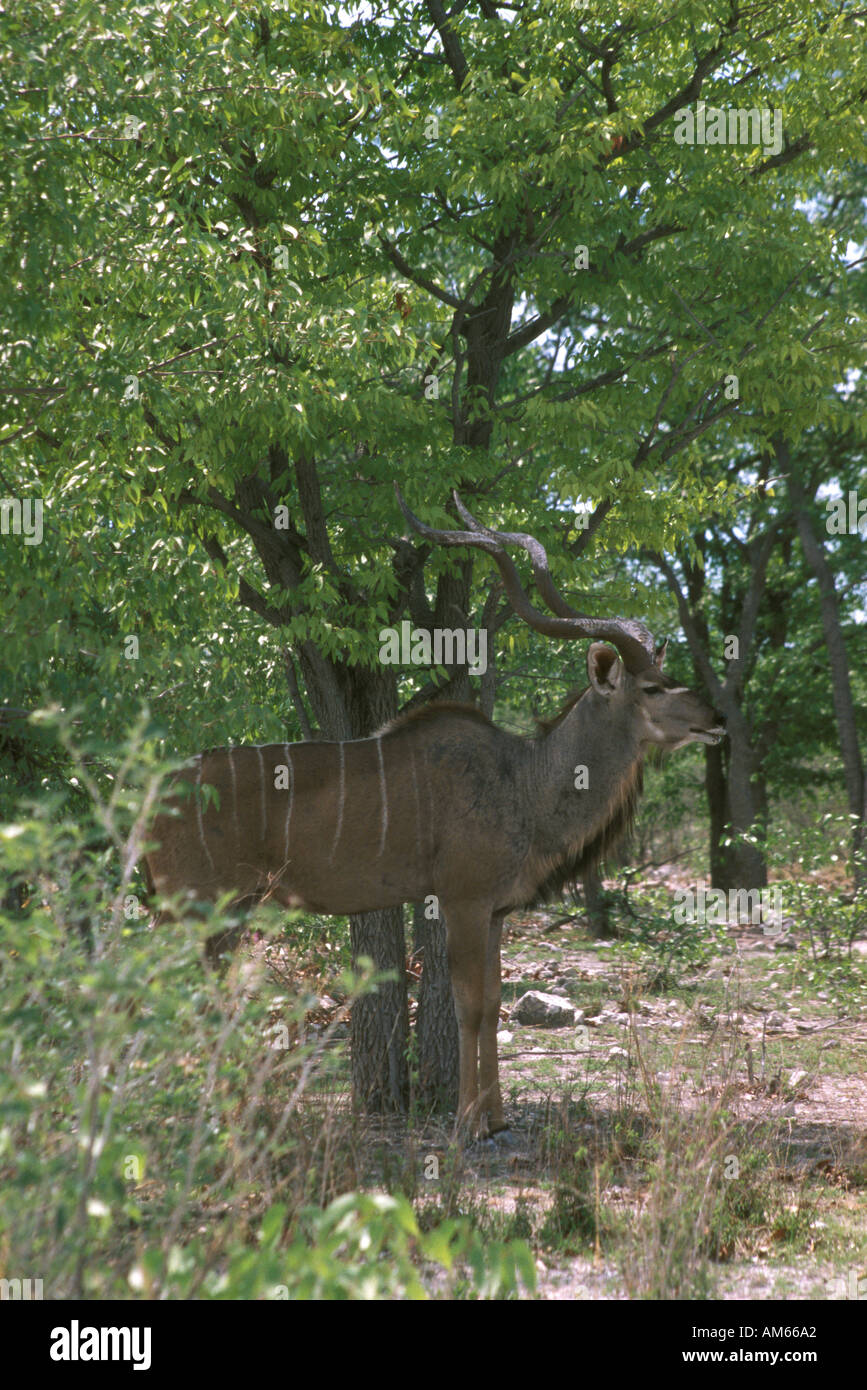 Kudu under tree hi-res stock photography and images - Alamy