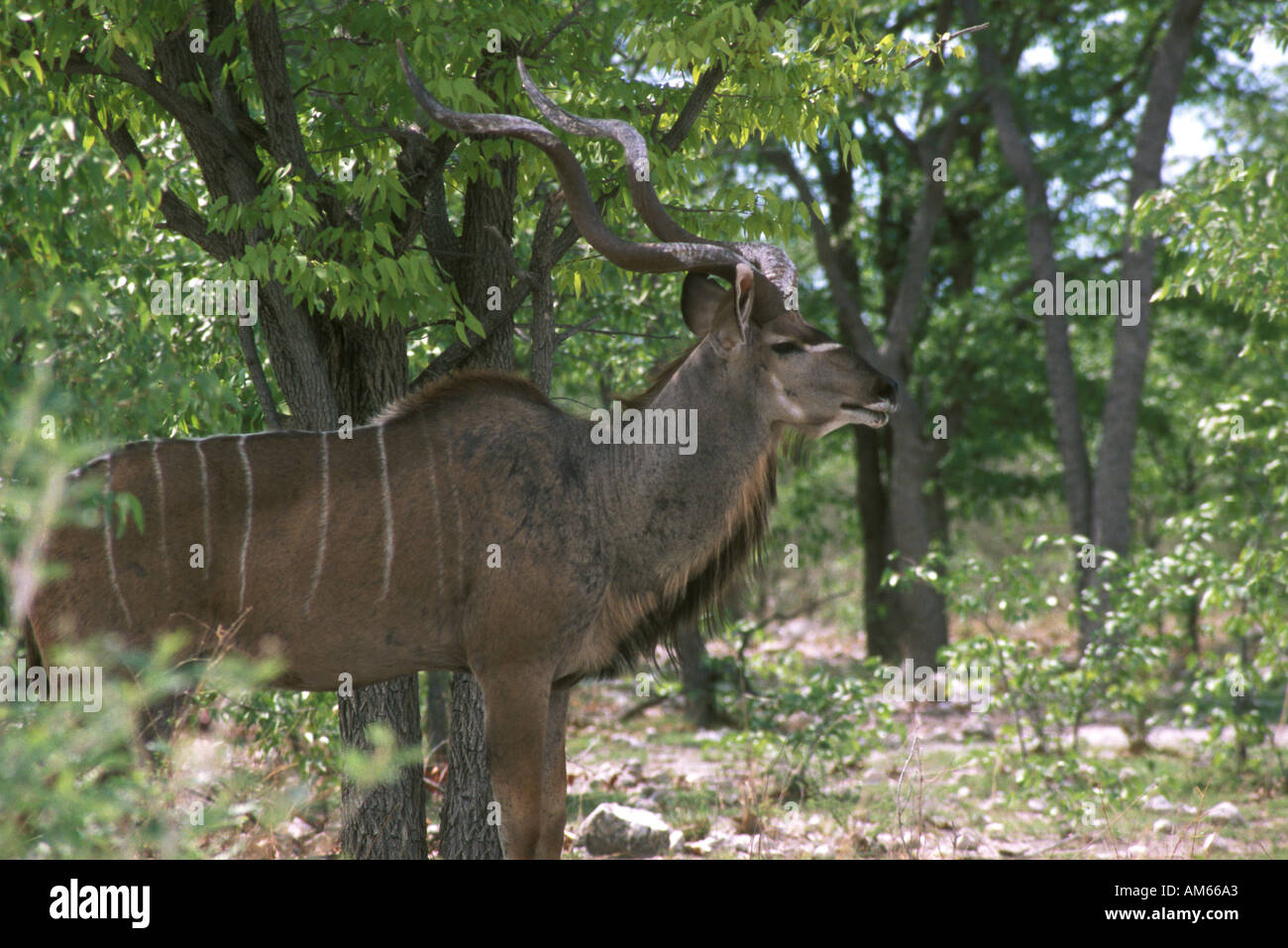 Kudu under tree hi-res stock photography and images - Alamy