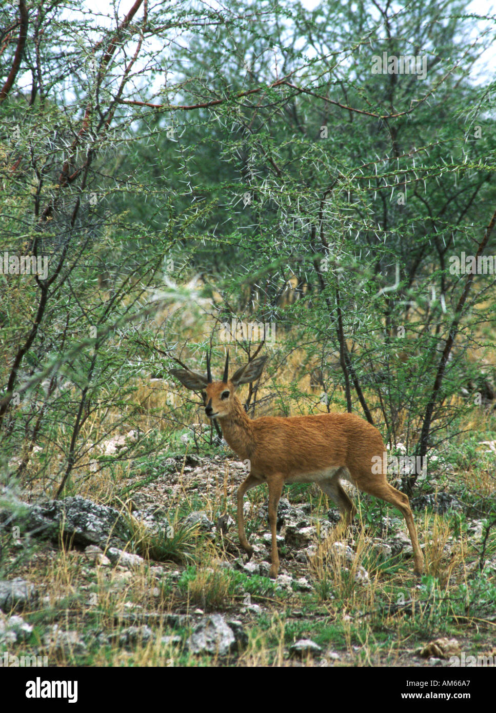 A Steenbok in Etosha National Park Namibia Stock Photo - Alamy