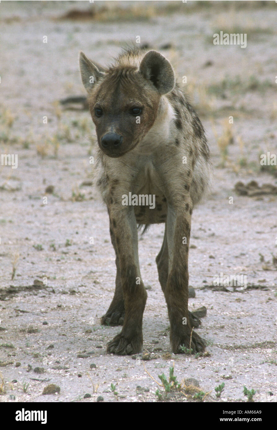 Spotted Hyena in Etosha National Park Namibia Stock Photo - Alamy