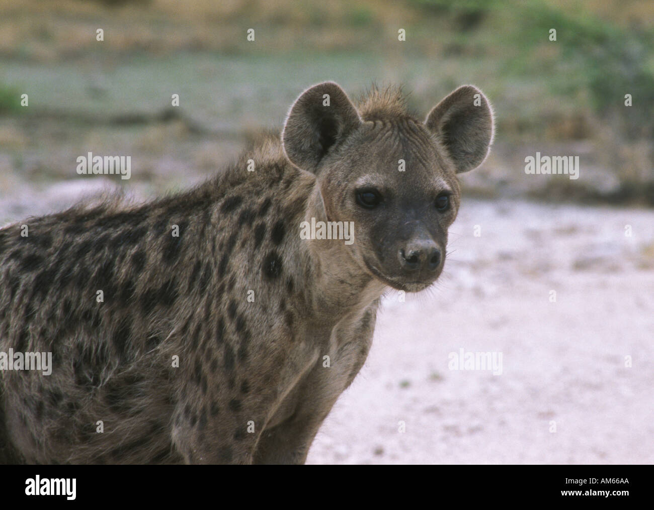 Spotted Hyena in Etosha National Park Namibia Stock Photo - Alamy