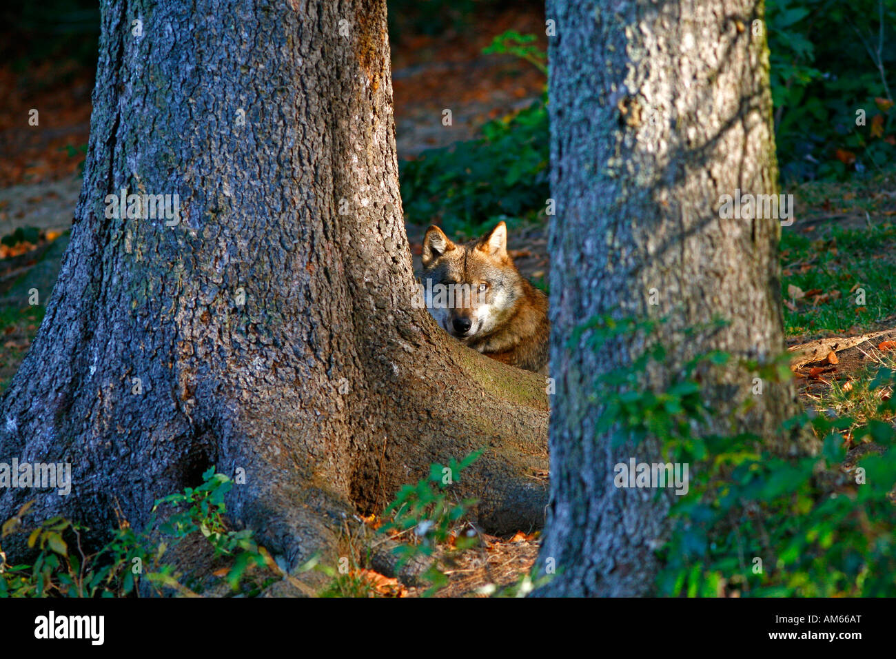 Resting Gray Wolf in autumnal landscape, outdoor enclosure Bavarian ...