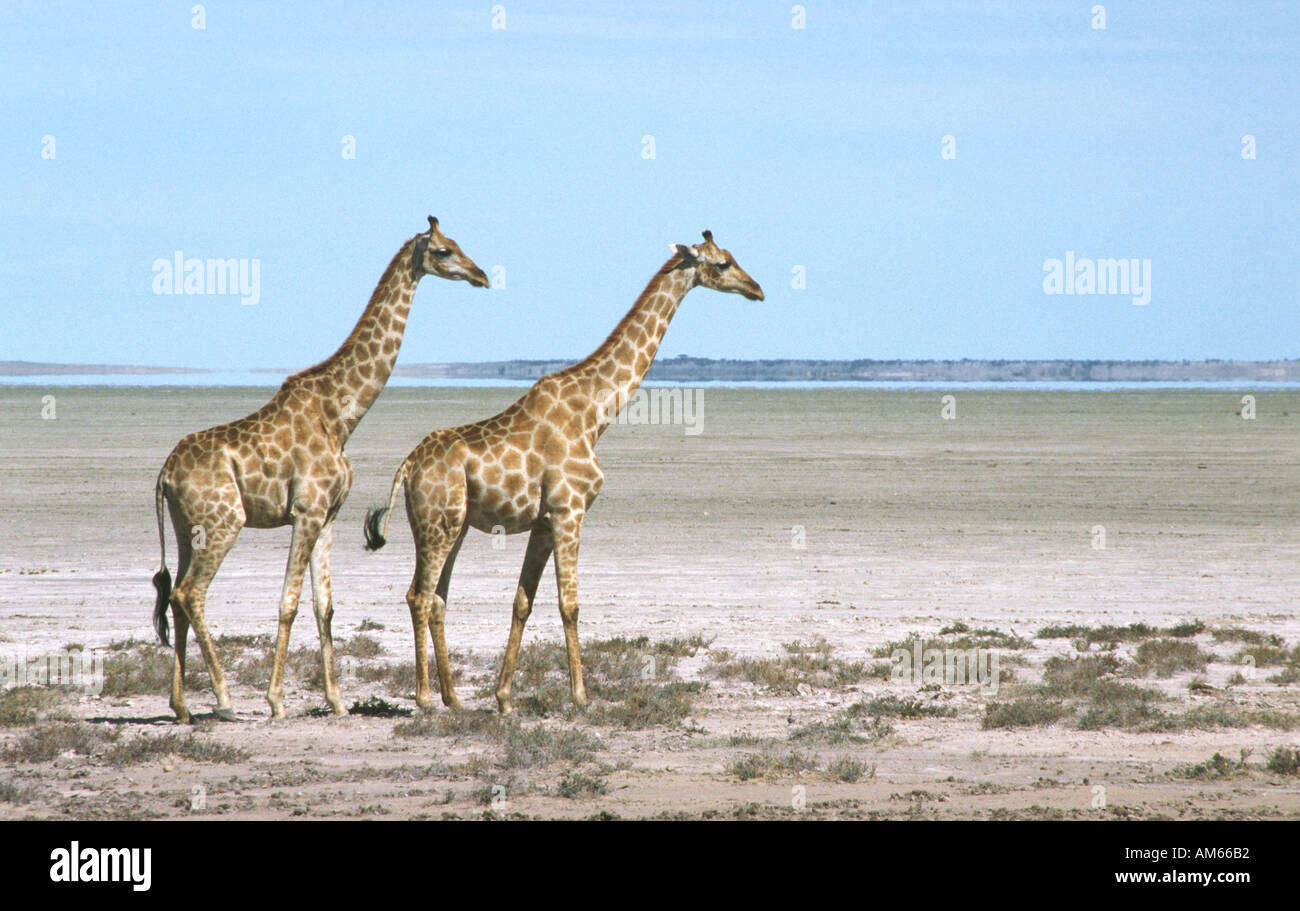 Giraffe on the Etosha Pan Etosha National Park Namibia Stock Photo - Alamy
