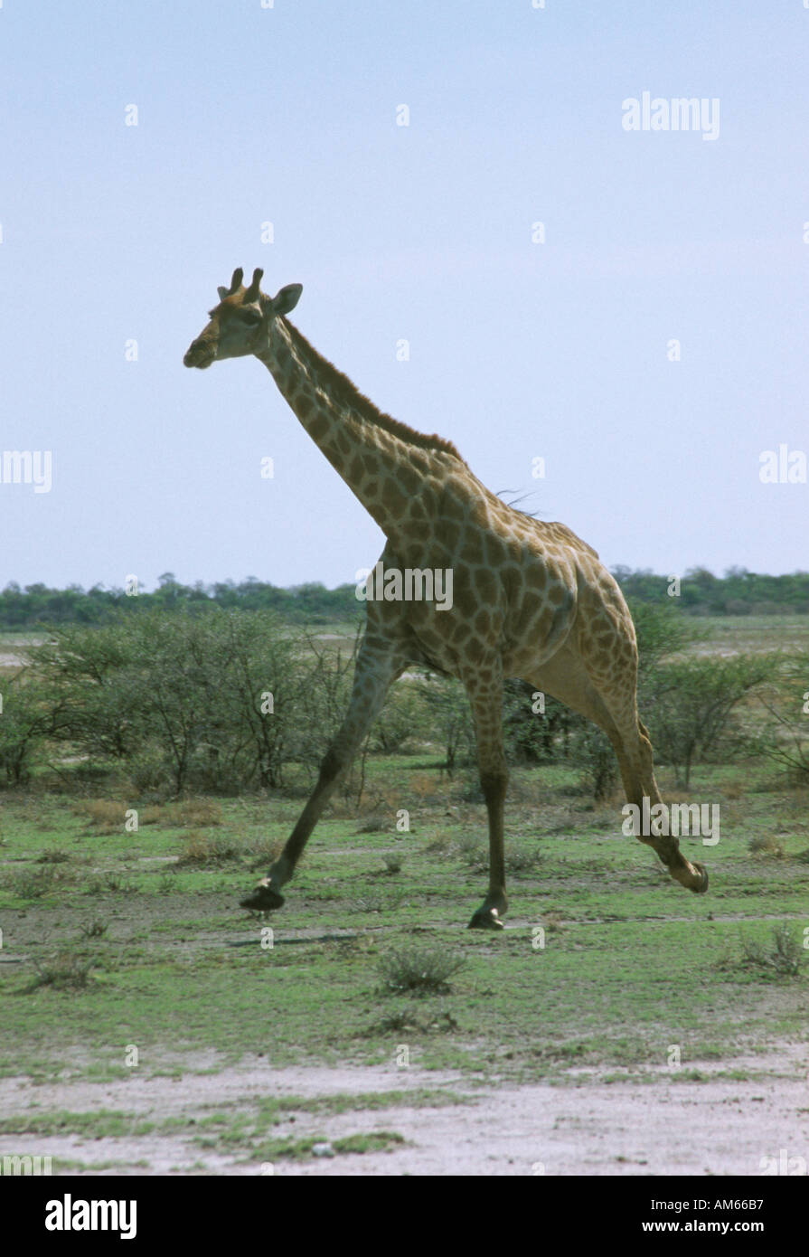 Giraffe running away from animal hi-res stock photography and images ...