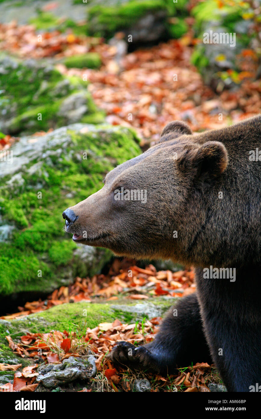 Bear enclosures hi-res stock photography and images - Alamy