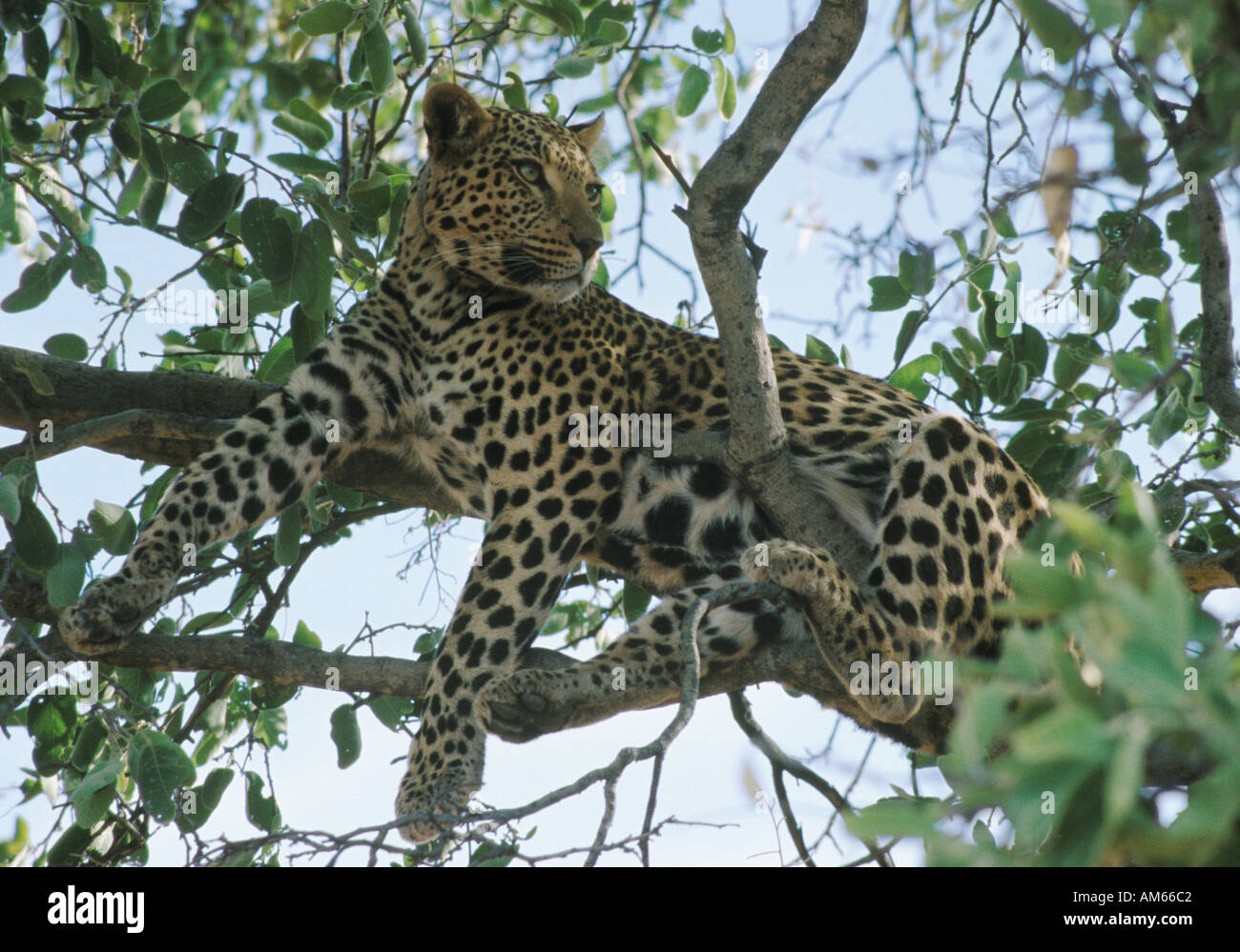 Leopard up a tree at Okonjima in Namibia Stock Photo - Alamy