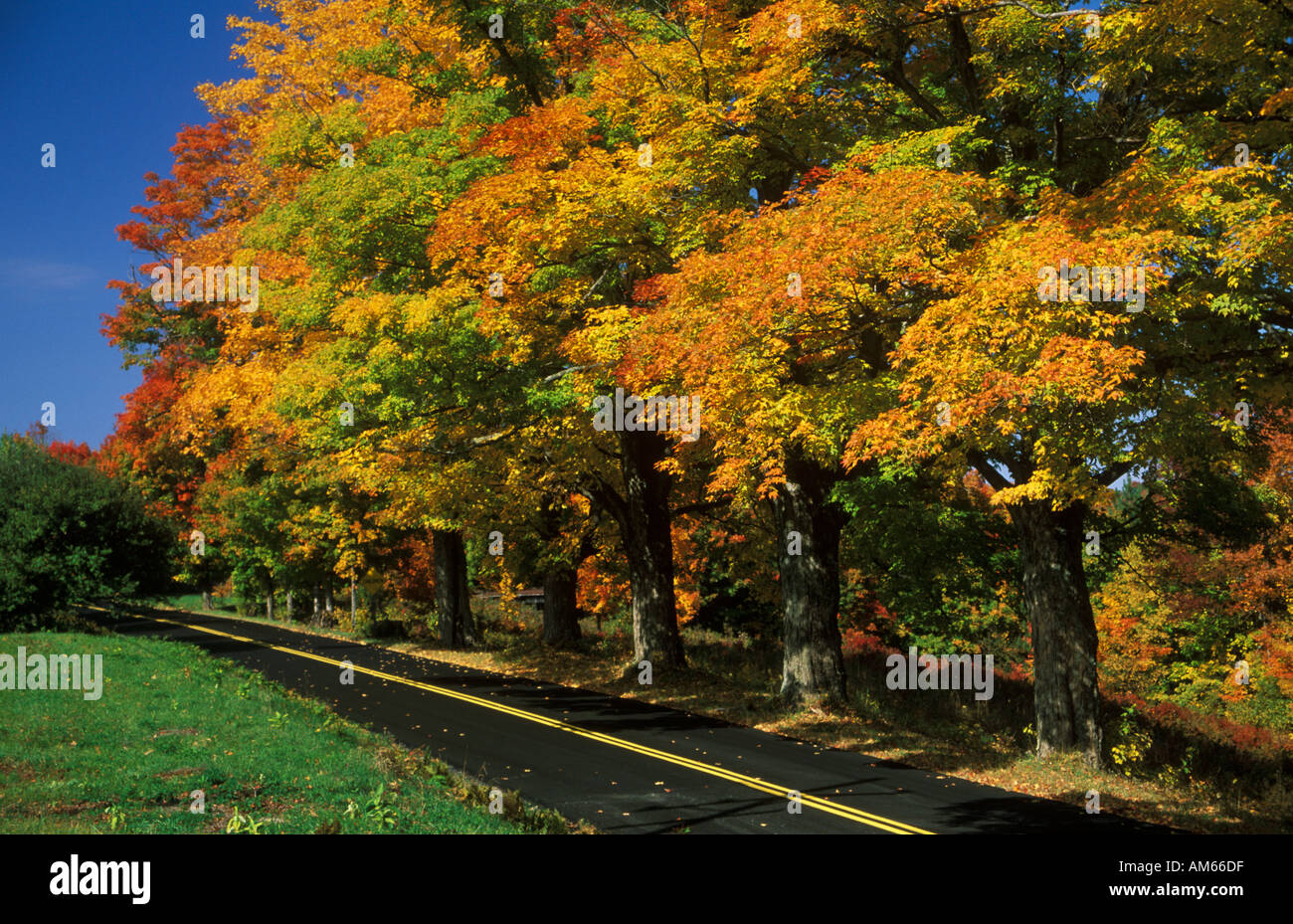 Fall trees lining road hi-res stock photography and images - Alamy