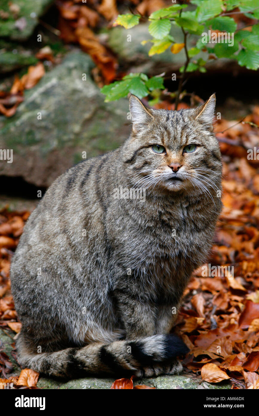 European Wildcat (Felis silvestris), outdoor enclosure Bavarian Forest ...