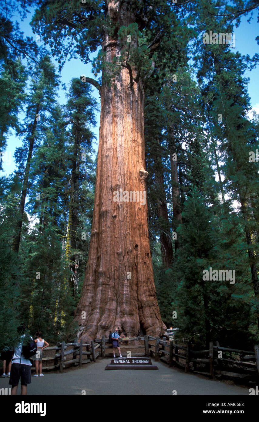 The General Sherman Tree in Sequoia National Park California USA Stock ...