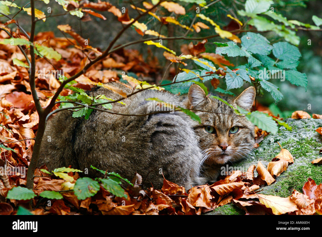 European Wildcat (Felis silvestris), outdoor enclosure Bavarian Forest ...