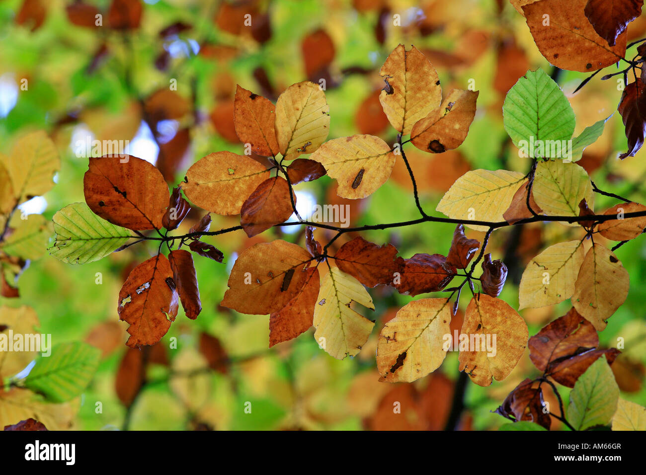 Autumnally coloured beech foliage (Fagus silvatica Stock Photo - Alamy