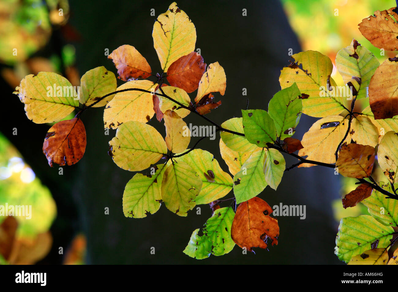 Autumnally coloured beech foliage (Fagus silvatica Stock Photo - Alamy