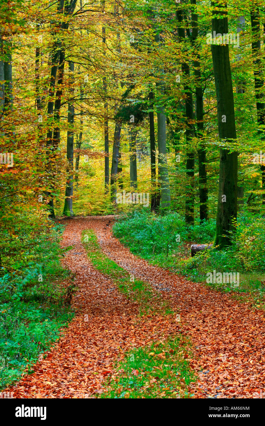 Forest track through an autumnal coloured beech groove (Fagus sylvatica ...